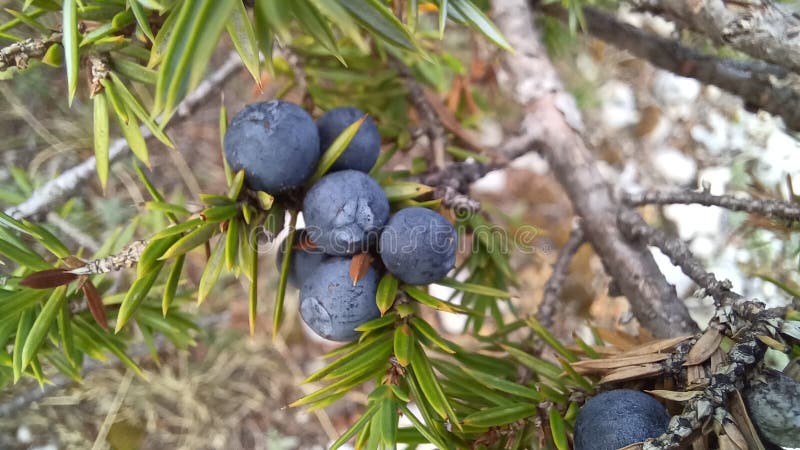 Close-up of Juniper Berries, an Essential Ingredient for the Production ...