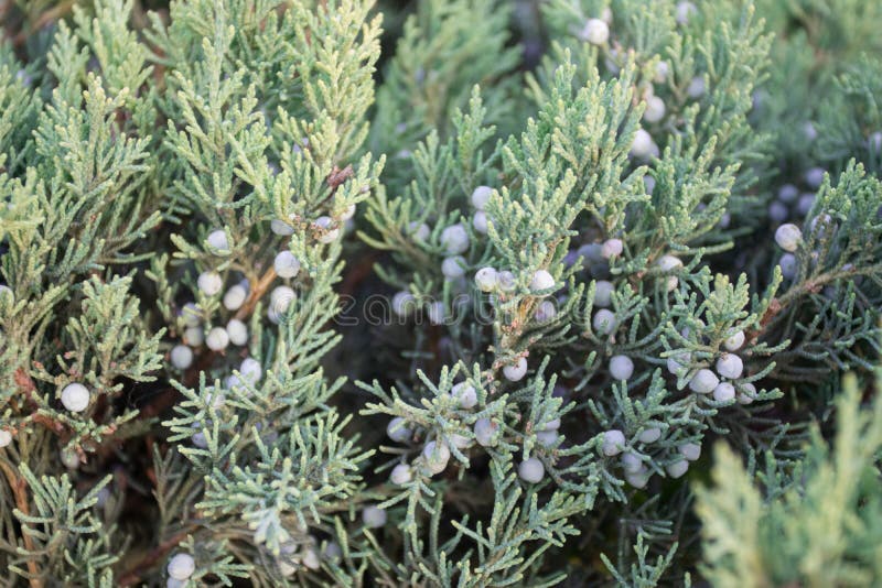 Close Up of a Juniper Bush with Bunch of Juniper Berries Stock Image ...