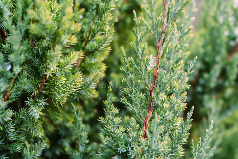 Close-up of juniper needle stock image. Image of closeup - 93946743