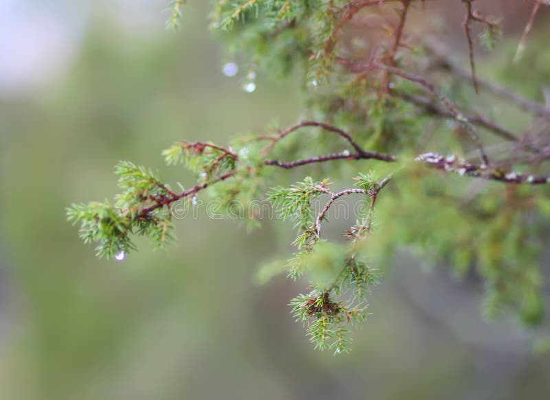 Close-up of Juniper Tree. Medicinal Evergreen Plant Stock Image - Image ...