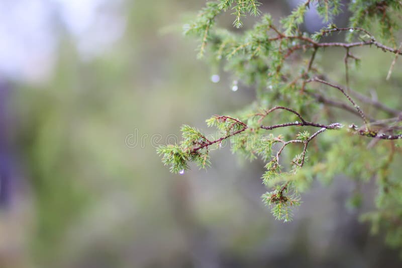 Close-up of Juniper Tree. Medicinal Evergreen Plant Stock Image - Image ...