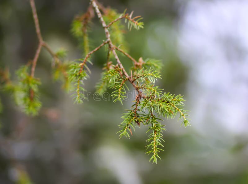 Close-up of Juniper Tree. Medicinal Evergreen Plant Stock Image - Image ...