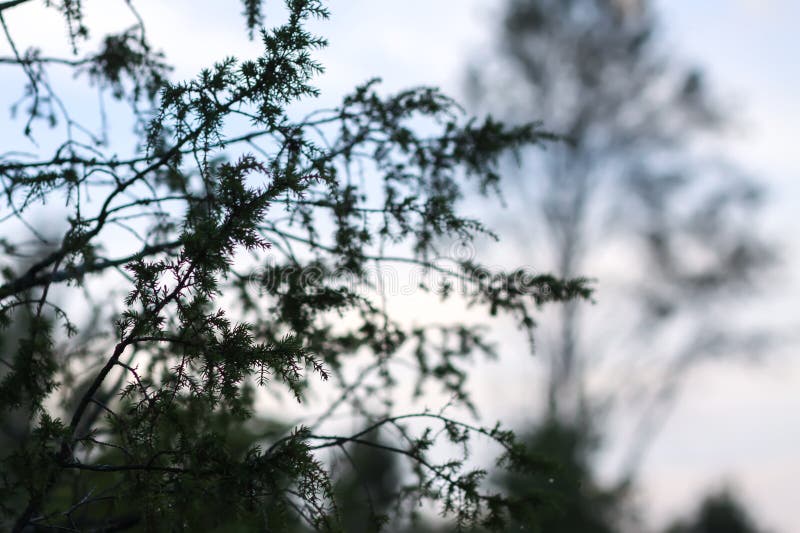 Close-up of Juniper Tree. Medicinal Evergreen Plant Stock Image - Image ...