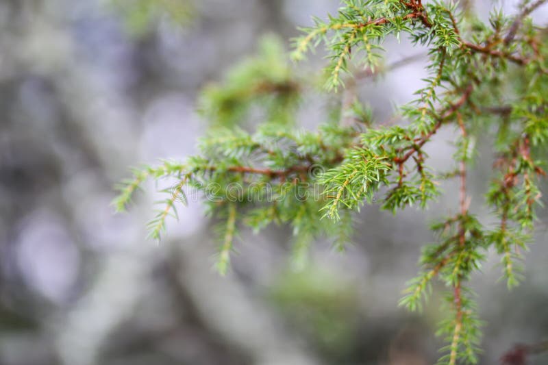 Close-up of Juniper Tree. Medicinal Evergreen Plant Stock Image - Image ...