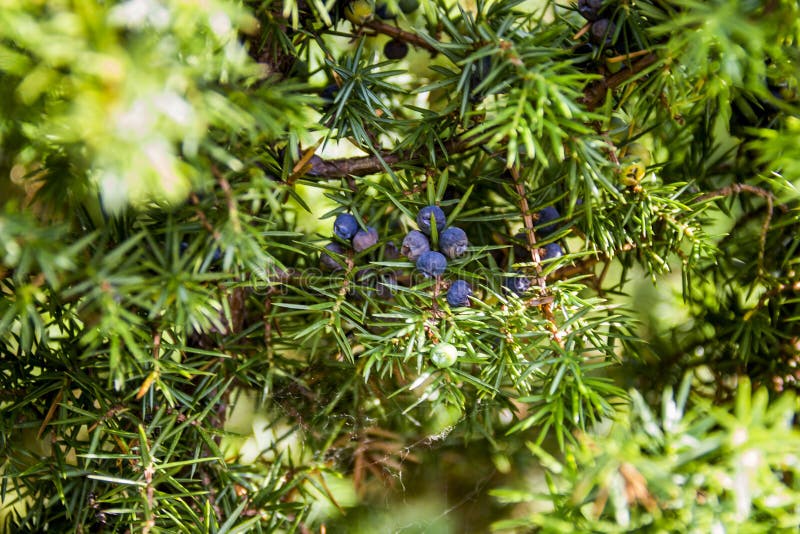 Juniperus Communis, the Common Juniper, is a Species of Small Tree or ...