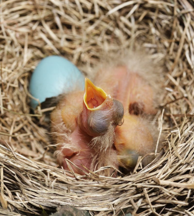Close-Up of Just Hatched Robin Chicks Stock Photo - Image of small ...