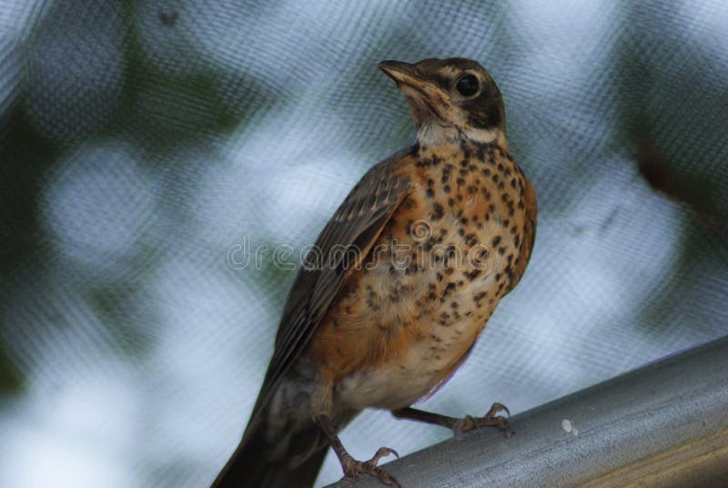 American Robin stock photo. Image of landbird, breast - 274154422