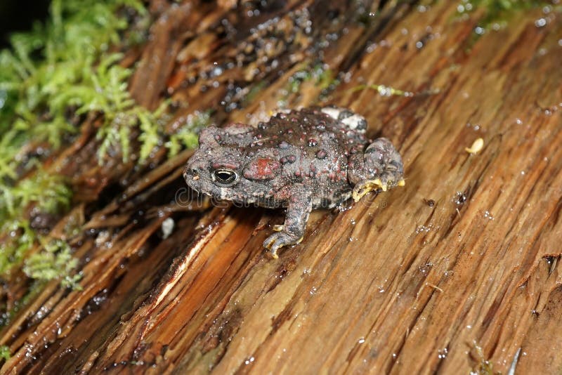 Close Up on a Juvenile Western Toad, Anaxyrus Boreas, Sitting on the ...