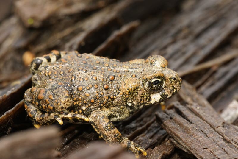 Close Up on a Juvenile Western Toad, Anaxyrus Boreas, Sitting on the ...