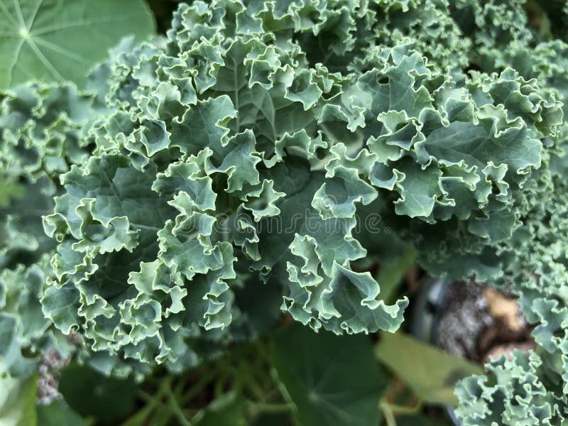 Close Up on Kale Leaf in Wild Garden Stock Photo - Image of late ...