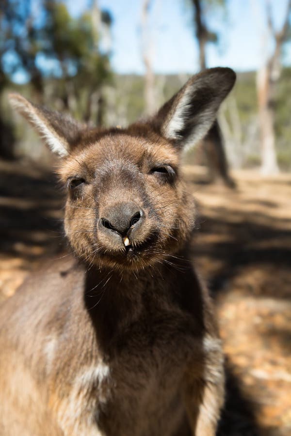 1,330 Happy Kangaroo Stock Photos - Free & Royalty-Free Stock Photos ...