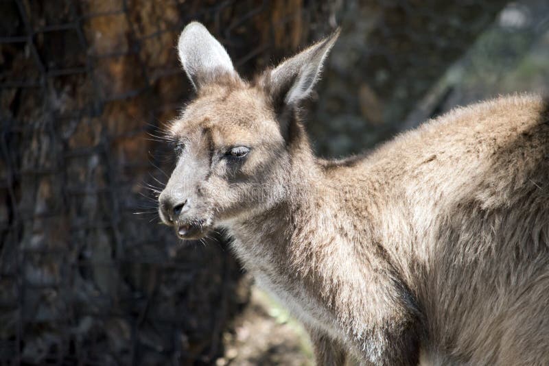 This is a Side View of a Kangaroo-Island Kangaroo Stock Image - Image ...
