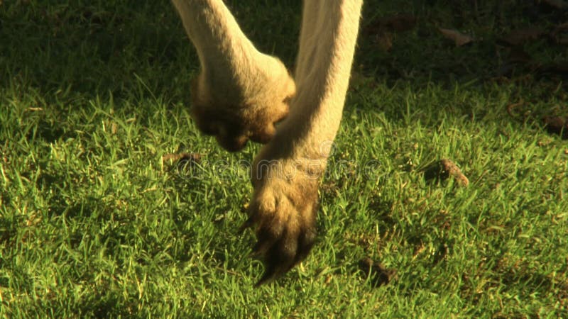 Close Up of a Kangaroo`s Paws Stock Footage - Video of kangaroo, exotic ...