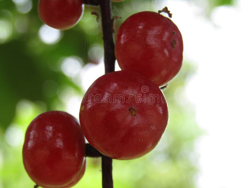 Kapul Stock Photos - Free & Royalty-Free Stock Photos from Dreamstime