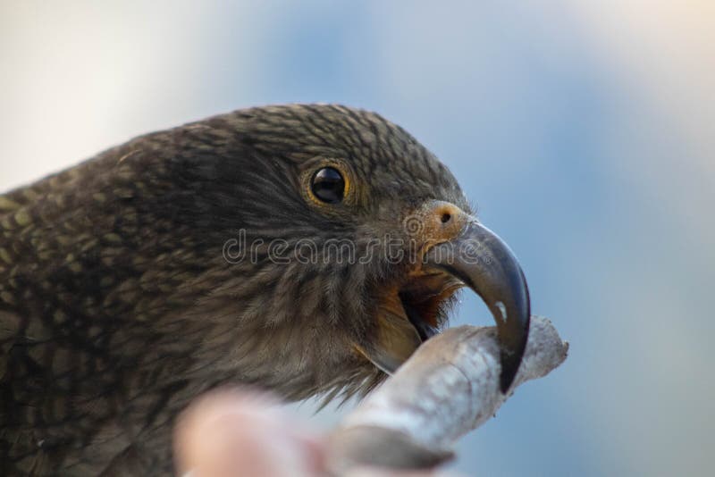 Close Up Kea Biting and Pulling Stick in Beak Stock Photo - Image of ...