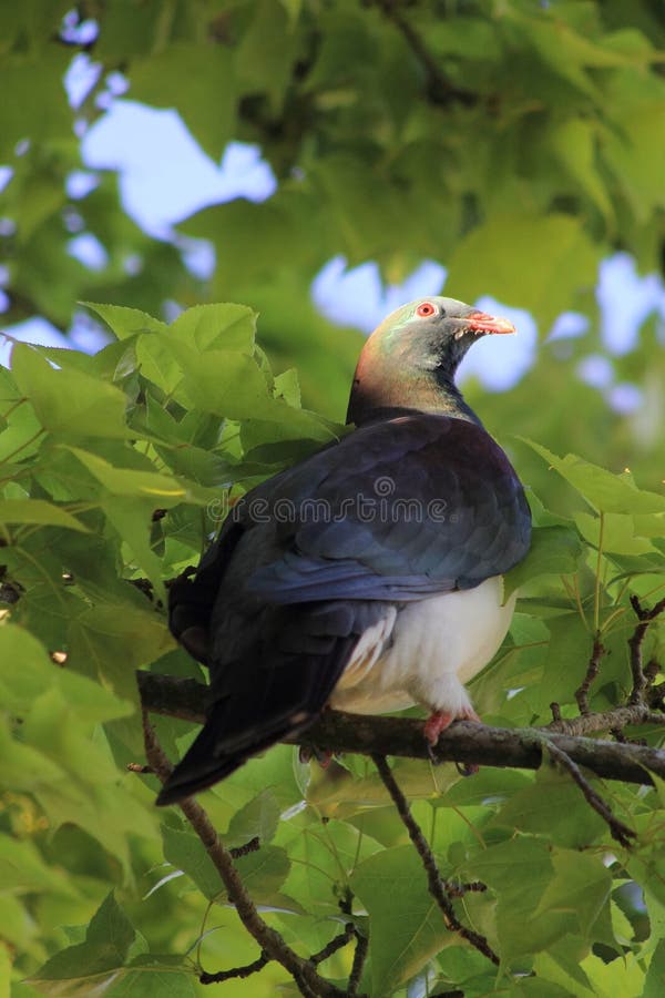 Close up of a Kereru stock photo. Image of nature, wood - 53728754