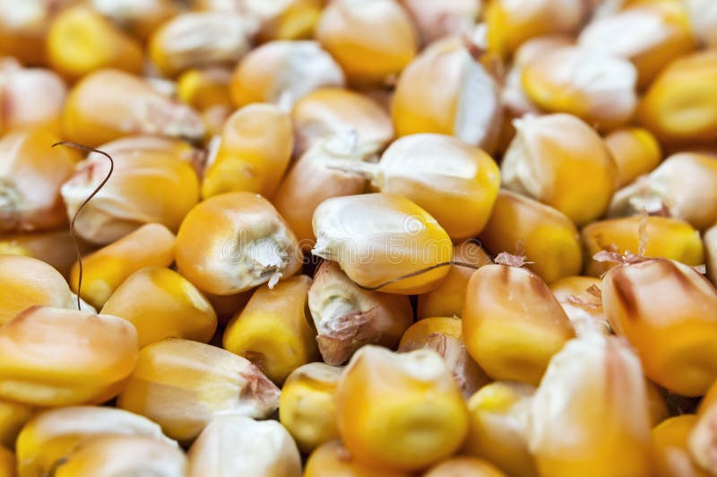 Close Up of Kernel Corn Beans. Stock Photo - Image of ingredient, corn ...