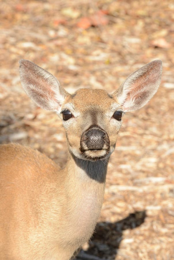 Close up of key deer stock photo. Image of deer, natural - 31224174