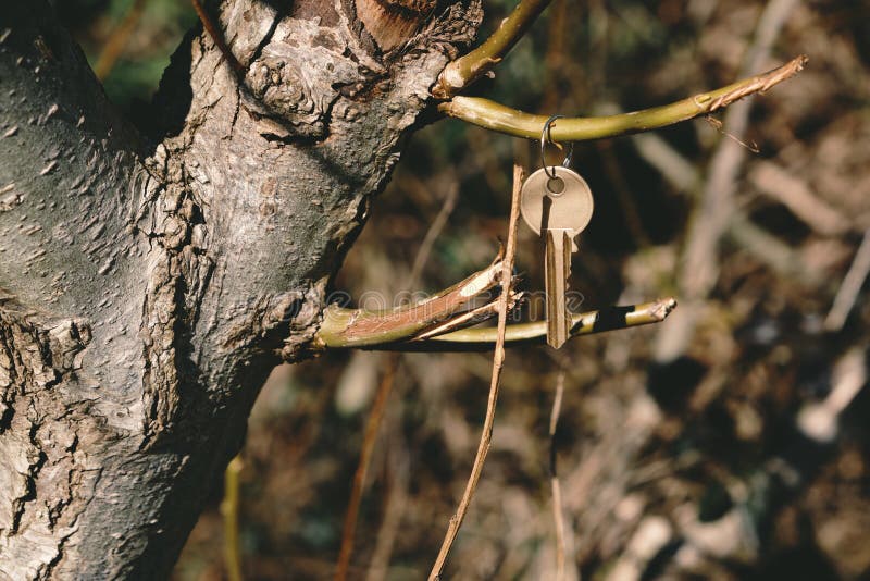 Close-up of a Key Hanging on a Tree Branch Stock Photo - Image of hang ...