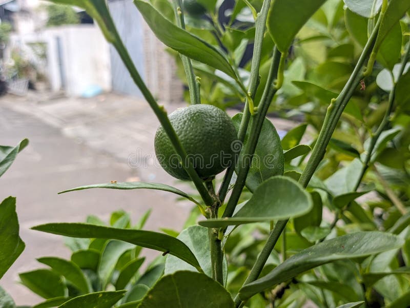 A Close Up of Key Lime or Acid Lime Stock Image - Image of acid, lemon ...