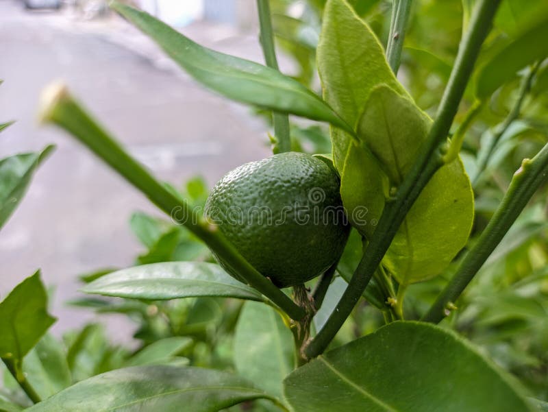 A Close Up of Key Lime or Acid Lime Stock Photo - Image of color, green ...