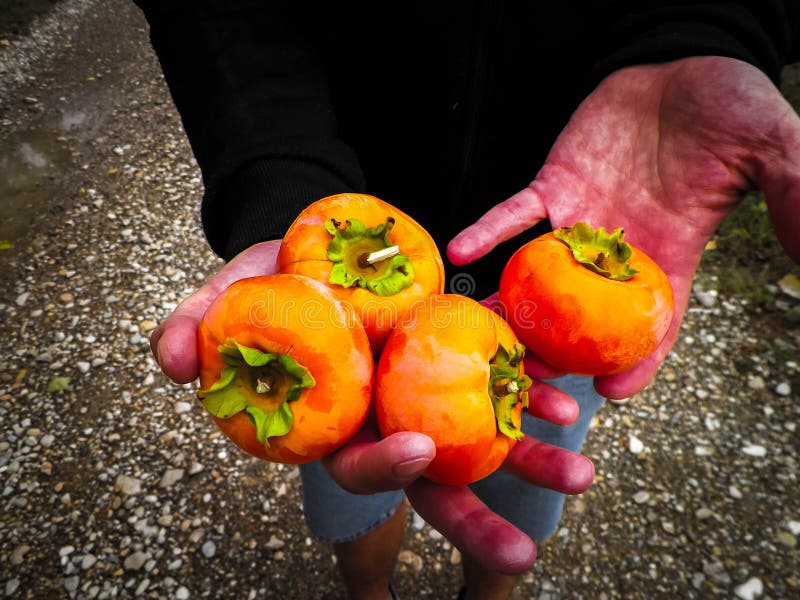 Close Up of Khaki Fruit in Hands Stock Photo - Image of nature, tree ...