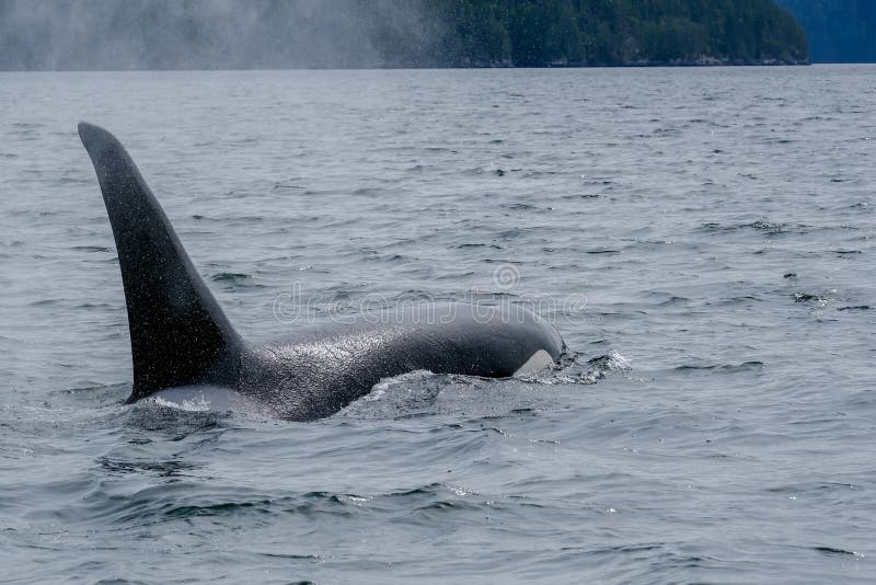 Close-up of Killer Whale in Tofino , View from Boat on a Killer Whale ...