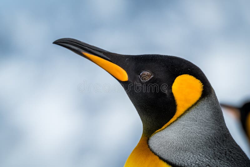 Close-up of King Penguin with Another Behind Stock Image - Image of ...