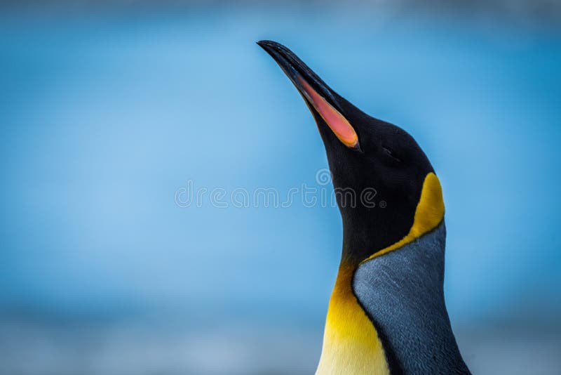 Close-up of King Penguin with Neck Stretched Stock Image - Image of ...