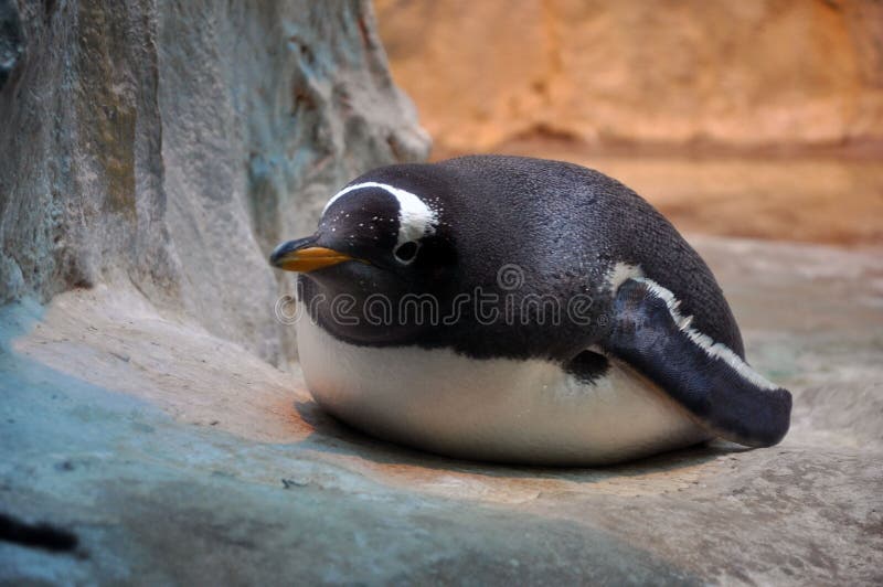Close Up of a King Penguin Sleeping Stock Photo - Image of patagonicus ...