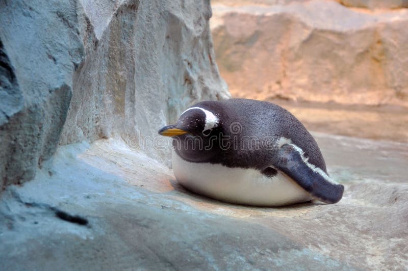 Close Up of a King Penguin Sleeping Stock Photo - Image of patagonicus ...