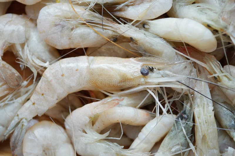 Close Up of Raw King Prawn on Table. Stock Image - Image of fish ...