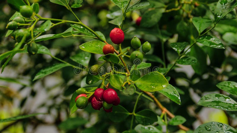 Close-Up of Kingkit Fruit (Triphasia Trifolia) on the Tree Stock Image ...