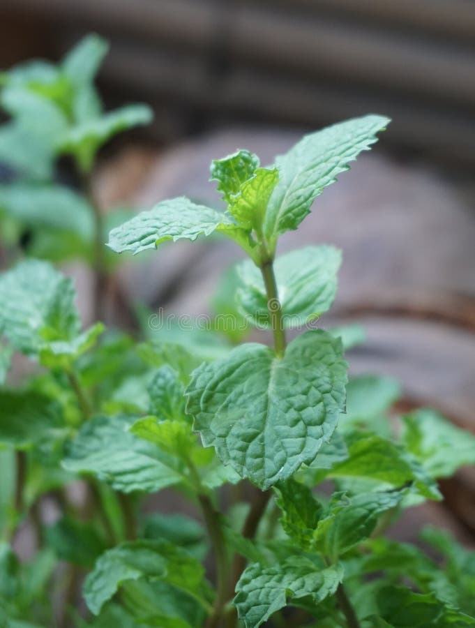 Kitchen Mint Plants in Nature Garden Stock Image - Image of plant, herb ...