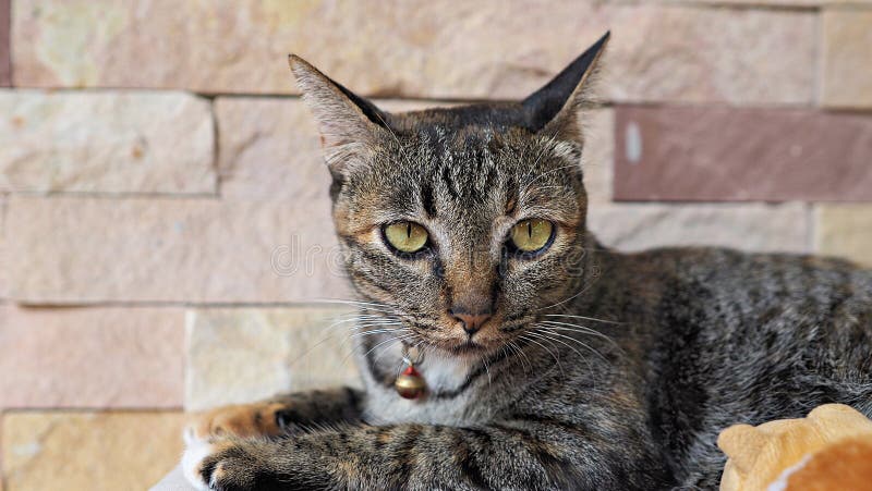 A Close Up of a Staring Cat Face Stock Photo - Image of feline, staring ...