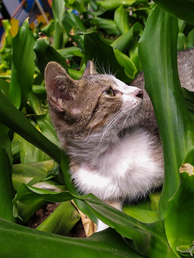 Close-up kitten looks stock photo. Image of mammal, leaf - 254204460