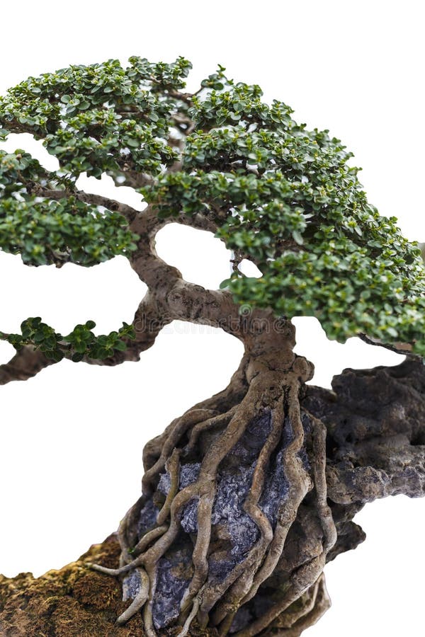 Close up of a knobby trunk stock photo. Image of chinese - 78140360