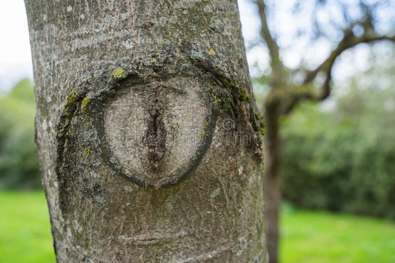 A Knothole on a Trimmed Tree Trunk. Stock Photo - Image of nature ...