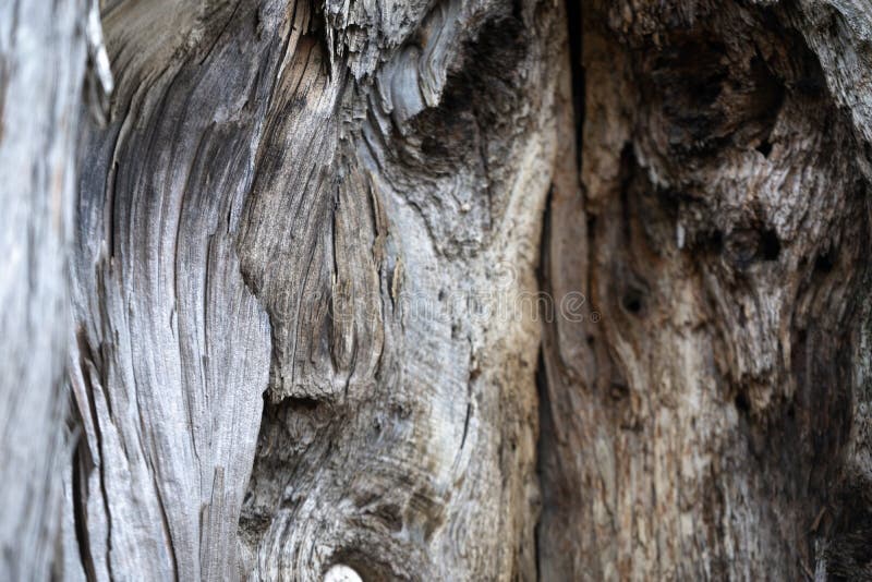 Close Up of Knotted Dead Tree Trunk Stock Photo - Image of nature ...