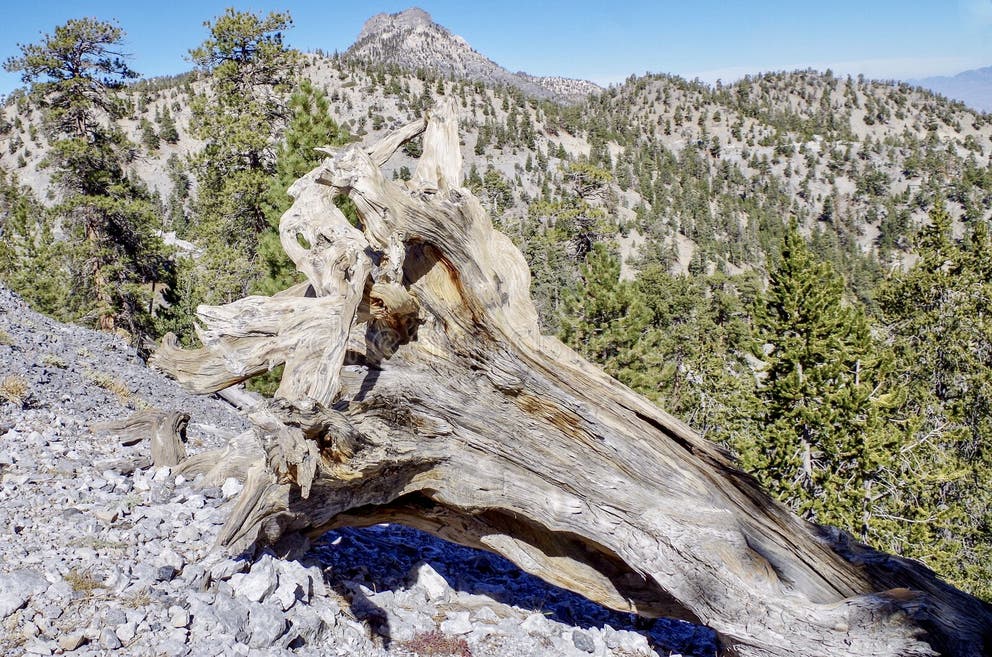 Knotted Tree Root Along Trails of Mount Charleston, Nevada Stock Image ...