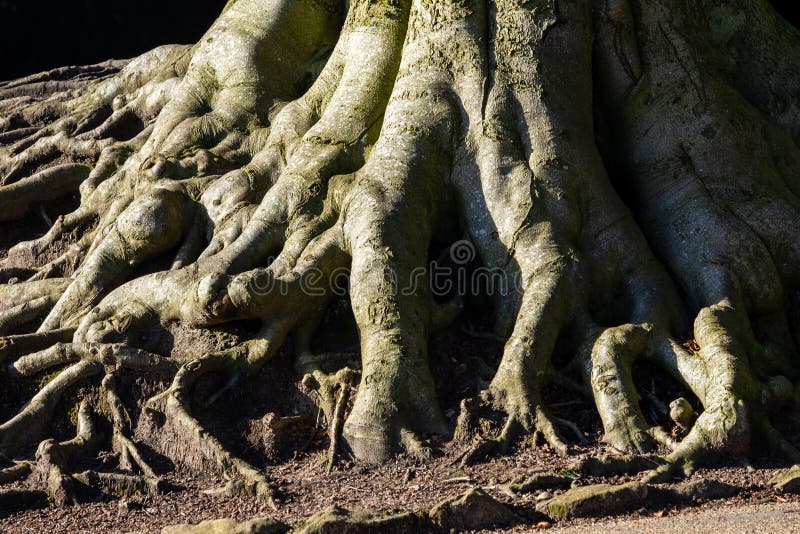 374 Roots Large Old Tree Close Up Stock Photos - Free & Royalty-Free ...