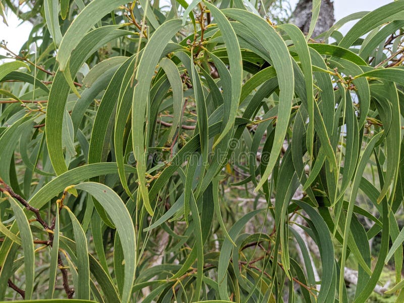 Close up of Koa Leafs stock image. Image of fresh, life - 302198117