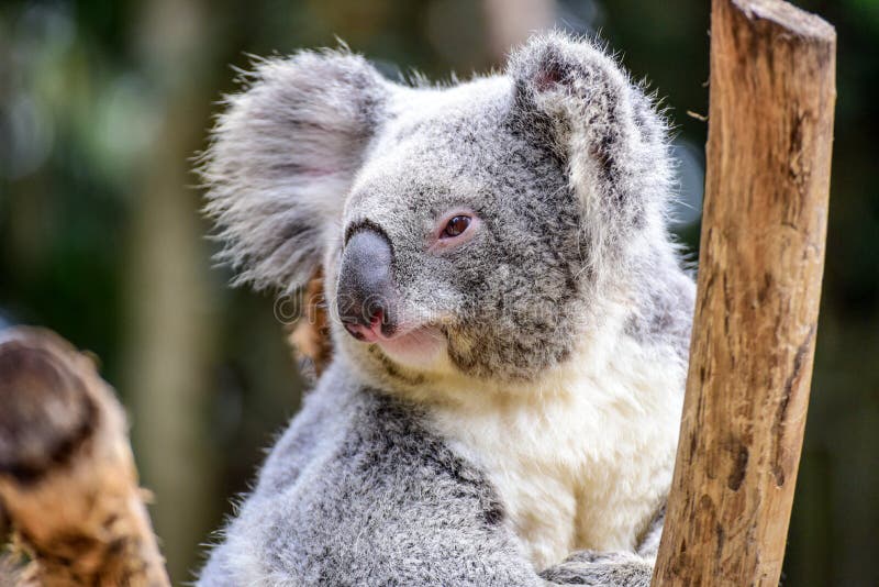 Close-Up of Koala Bear Perching on a Tree Stock Photo - Image of tree ...