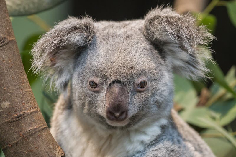 Close-up of a koala bear stock photo. Image of marsupial - 65007486
