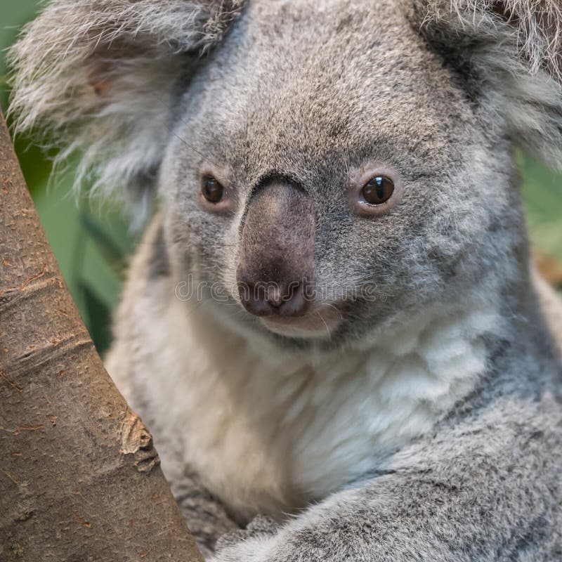 Close-up of a koala bear stock photo. Image of fuzzy - 65007564