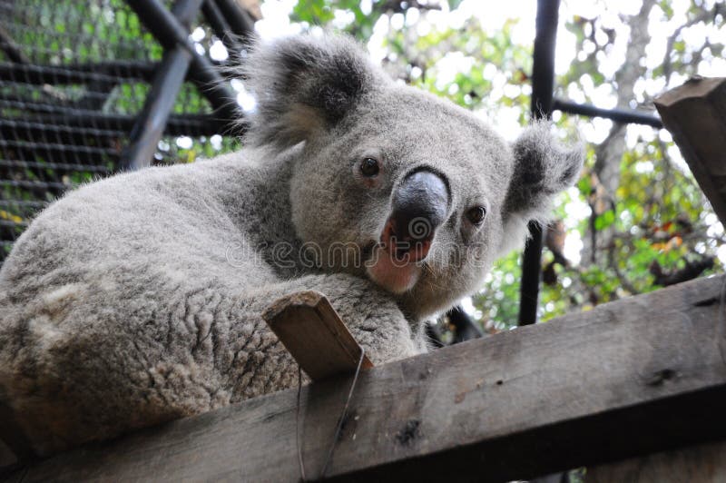 Close Up of Koala Bear in Zoo Stock Image - Image of cute, animal: 24752045