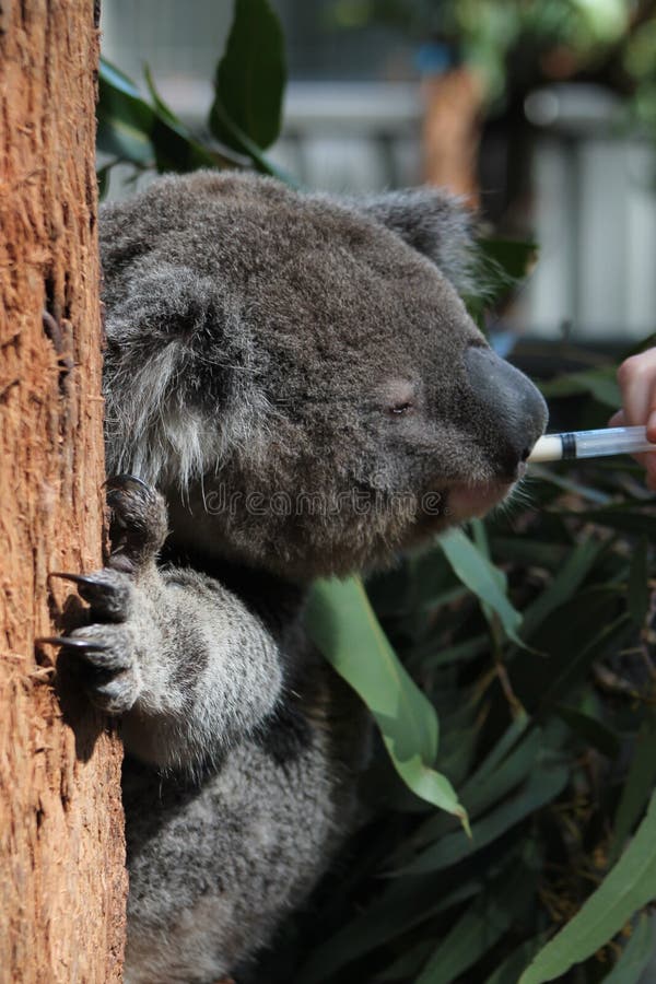 A close up of a koala stock image. Image of gumleaves - 177086385