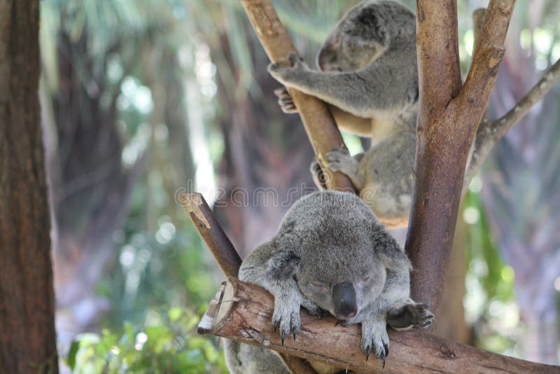 A close up of a koala stock image. Image of awake, gumleaves - 177097659