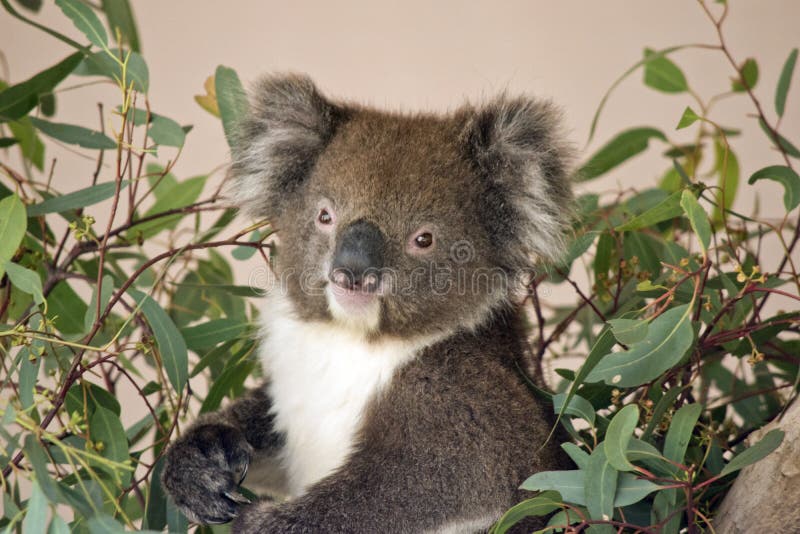 This is a Close Up of a Koala Stock Photo - Image of fluffy, claws ...