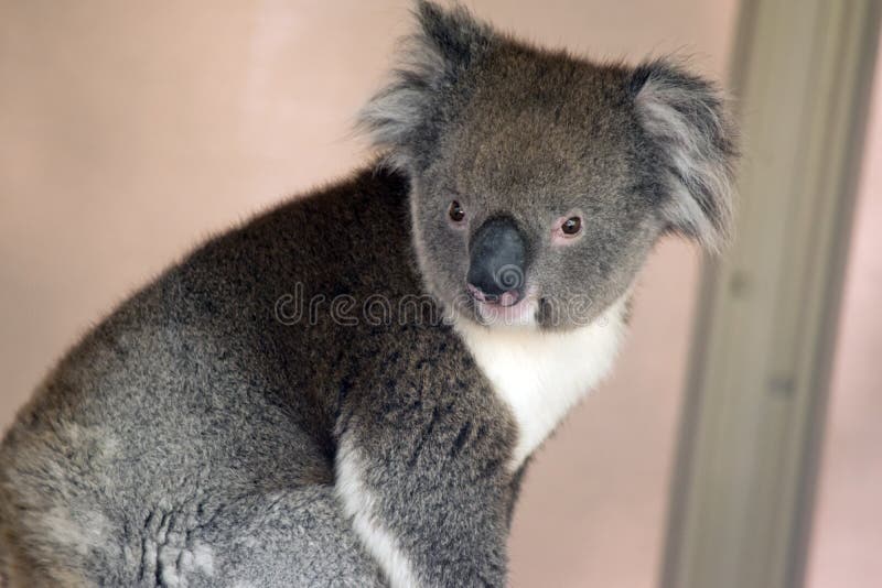 This is a Close Up of a Koala Stock Image - Image of bear, grey: 223659161